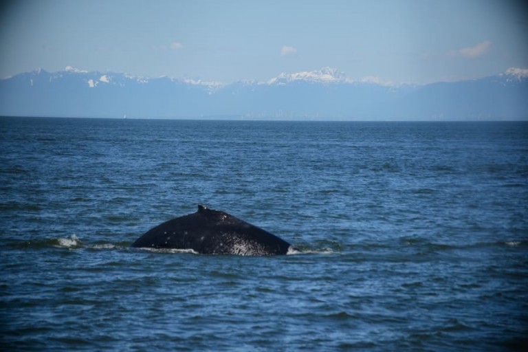 Canada Whale Watching – Best Time & Places to See Whales in Canada