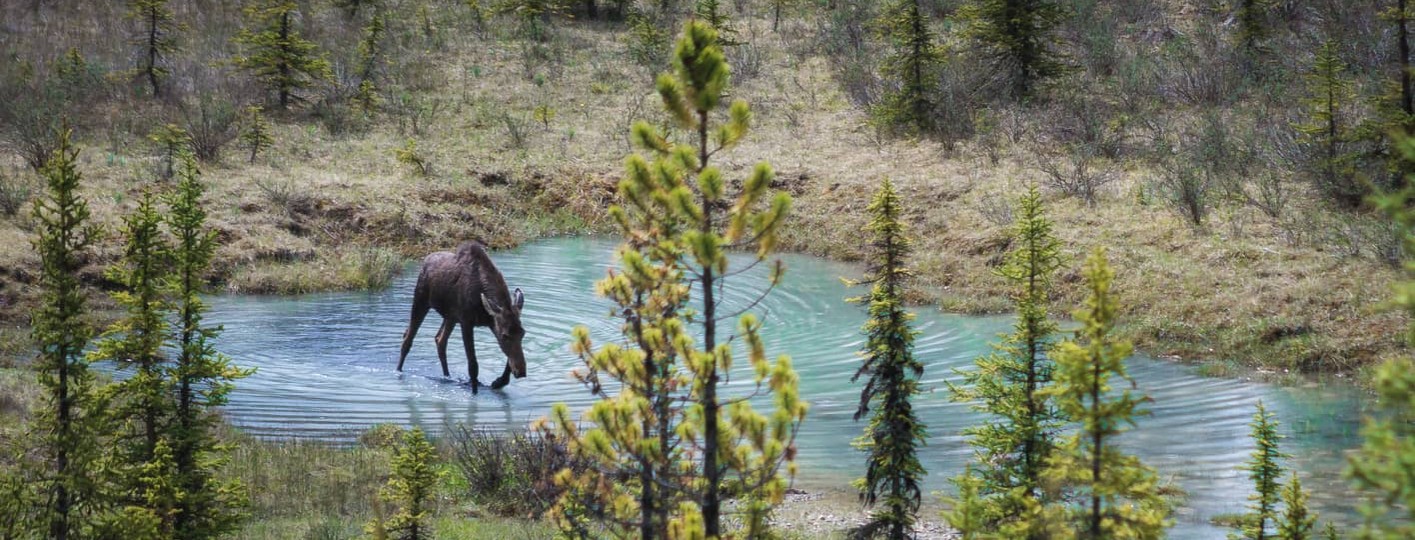 animales que viven en canada alce