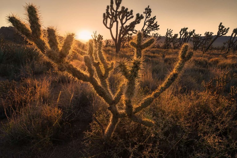 Plan your visit to the Mojave Desert - Mojave National Preserve