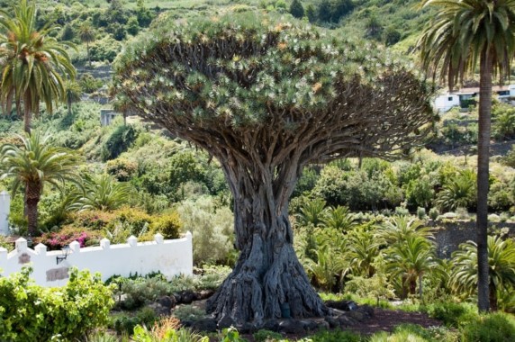 16. Drago Milenario of Tenerife, a thousand-year-old tree to visit in ...