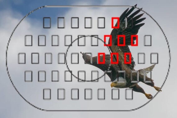 How to take tack-sharp images - Best photography sharpness tips