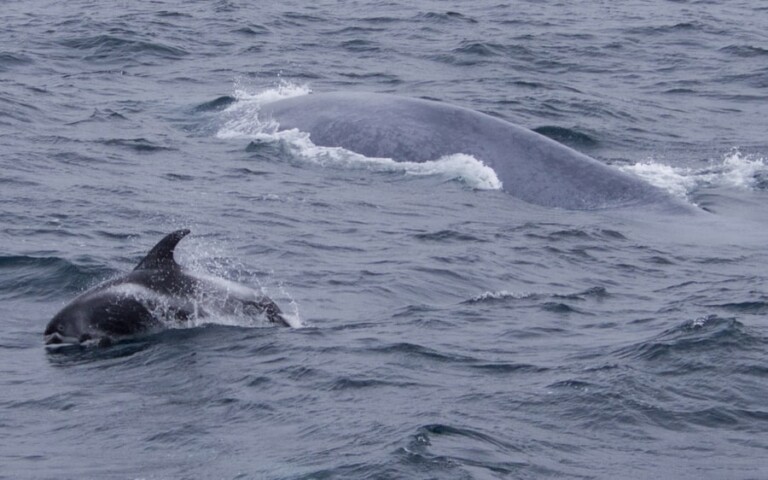 Whale Watching in Norway – Best Time and Tours