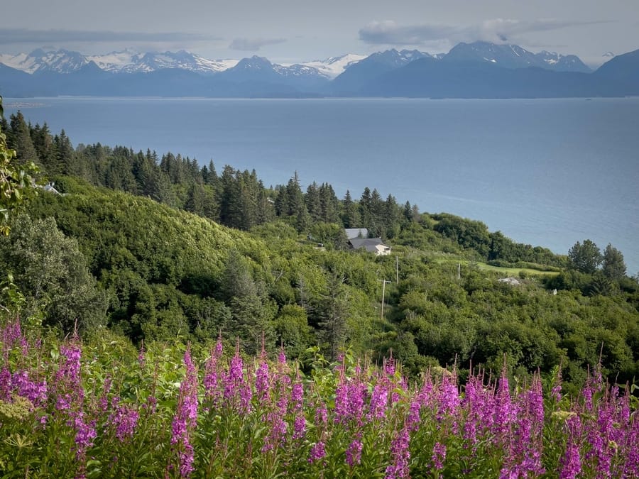 Viaje Fotográfico a Alaska en 2022 - Osos y Paisajes de Alaska!