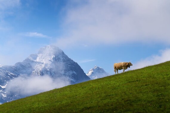 2023 Swiss and French Alps Photo Tour - The Fall in the Alps