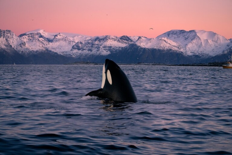 2023 Swimming with Orcas & Northern Lights in Norway