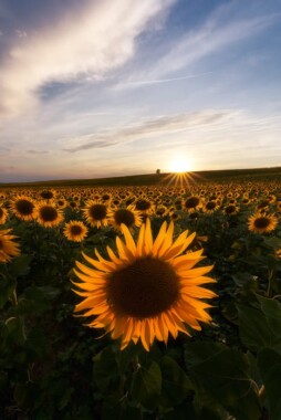 Focus Stacking in Photography – Step by Step Tutorial